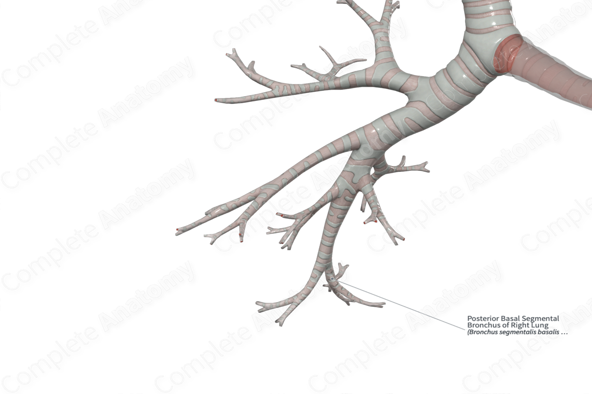 Posterior Basal Segmental Bronchus of Right Lung | Complete Anatomy