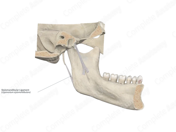 Stylomandibular Ligament | Complete Anatomy