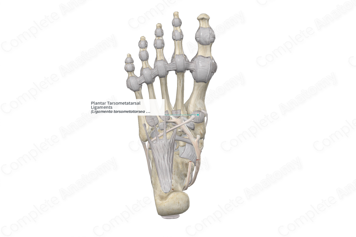 Plantar Tarsometatarsal Ligaments Complete Anatomy