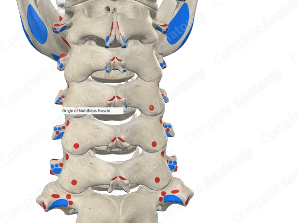 Origin of Multifidus Muscle | Complete Anatomy