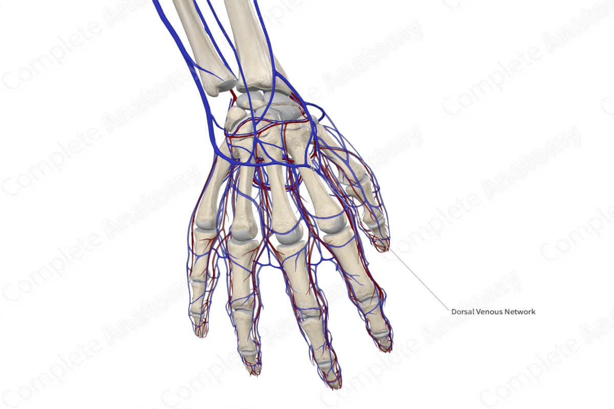 Dorsal Venous Network of Hand | Complete Anatomy