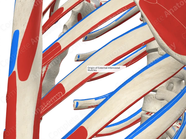 Origin of External Intercostal Muscles | Complete Anatomy