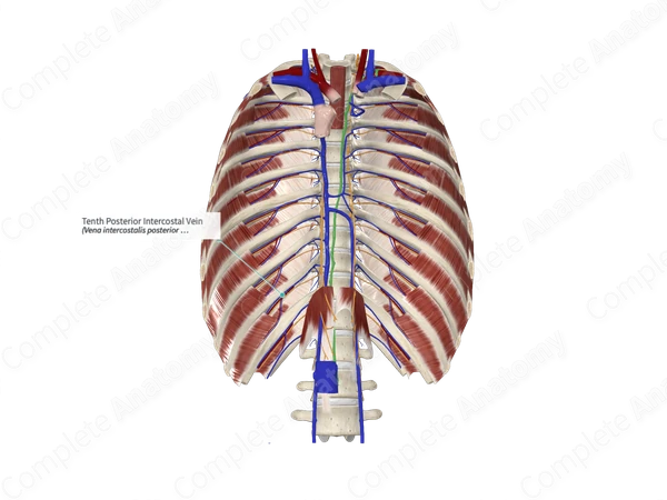 Tenth Posterior Intercostal Vein | Complete Anatomy