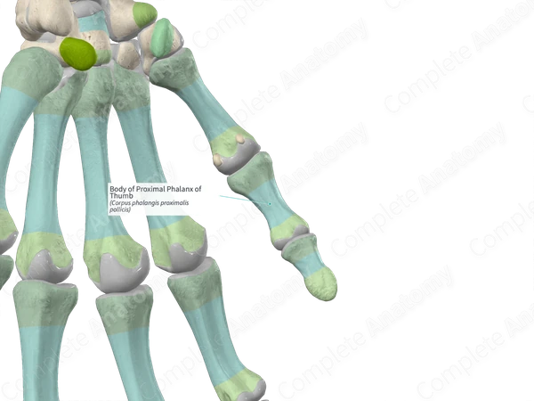 Body of Proximal Phalanx of Thumb | Complete Anatomy