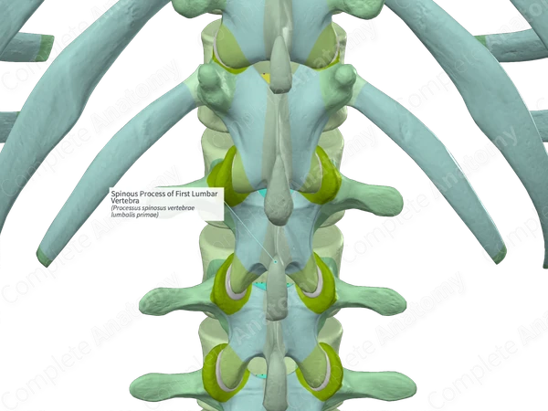 Spinous Process of First Lumbar Vertebra | Complete Anatomy