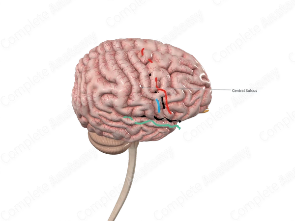 Central Sulcus | Complete Anatomy