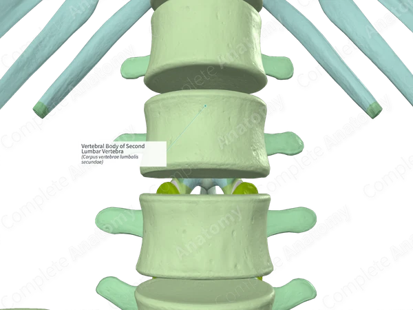 Vertebral Body of Second Lumbar Vertebra | Complete Anatomy