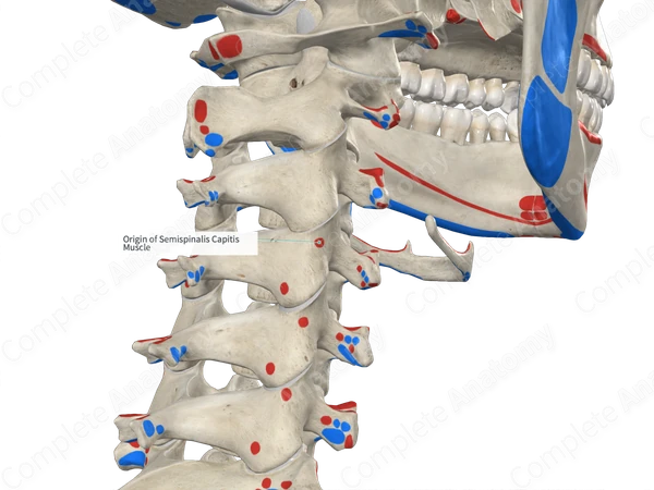 Origin of Semispinalis Capitis Muscle | Complete Anatomy