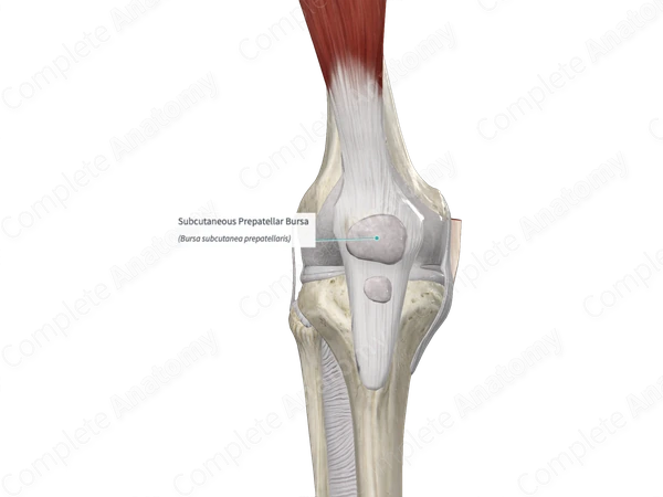 Subcutaneous Prepatellar Bursa | Complete Anatomy