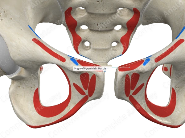 Origin of Pyramidalis Muscle | Complete Anatomy