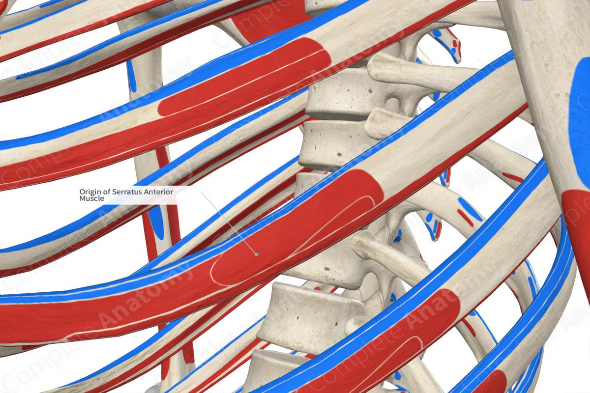 Origin Of Serratus Anterior Muscle Complete Anatomy