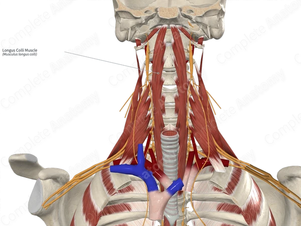 Longus Colli Muscle | Complete Anatomy