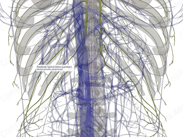 Posterior Spinal Veins (Lumbar) | Complete Anatomy