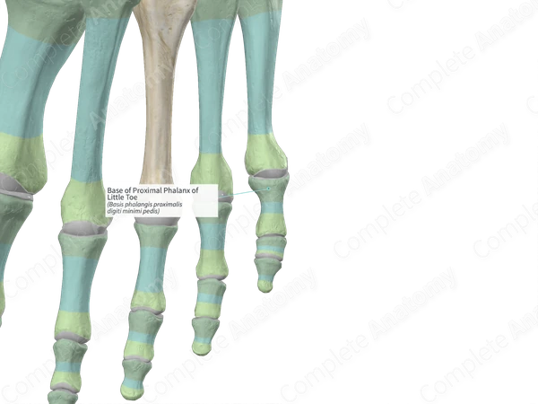 Base of Proximal Phalanx of Little Toe | Complete Anatomy