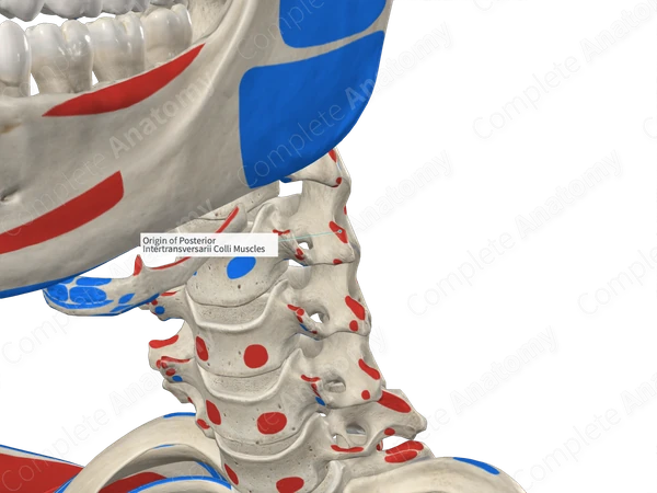 Origin of Posterior Intertransversarii Colli Muscles | Complete Anatomy