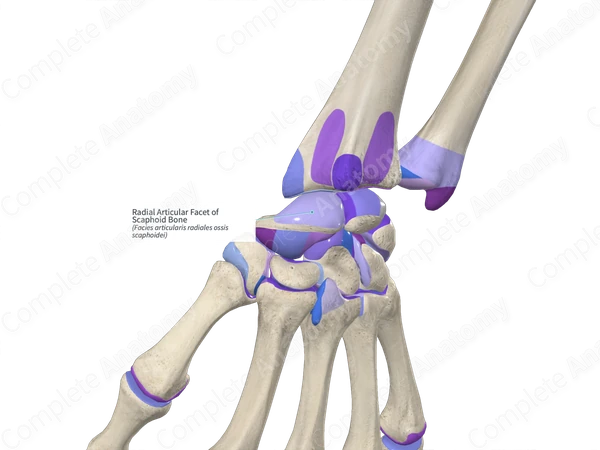 Radial Articular Facet of Scaphoid Bone | Complete Anatomy