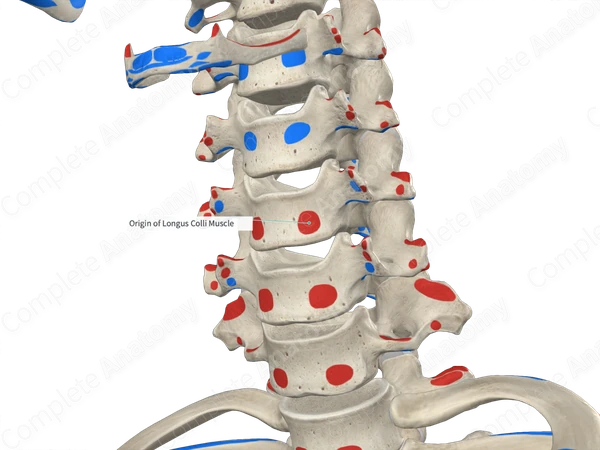 Origin of Longus Colli Muscle | Complete Anatomy