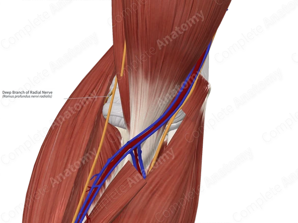 Deep Branch of Radial Nerve | Complete Anatomy