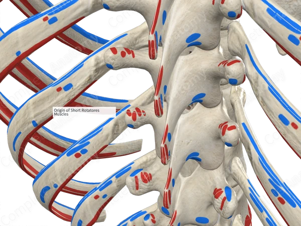 Origin of Short Rotatores Muscles | Complete Anatomy