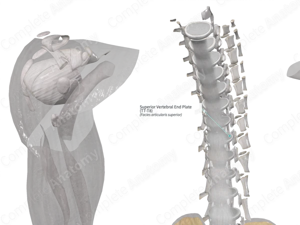Superior Vertebral End Plate (T7-T8) | Complete Anatomy