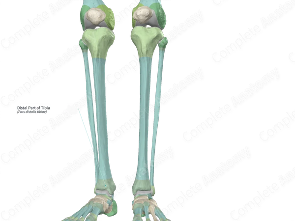 Distal Part of Tibia | Complete Anatomy