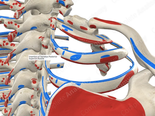 Insertion of Serratus Posterior Superior Muscle | Complete Anatomy