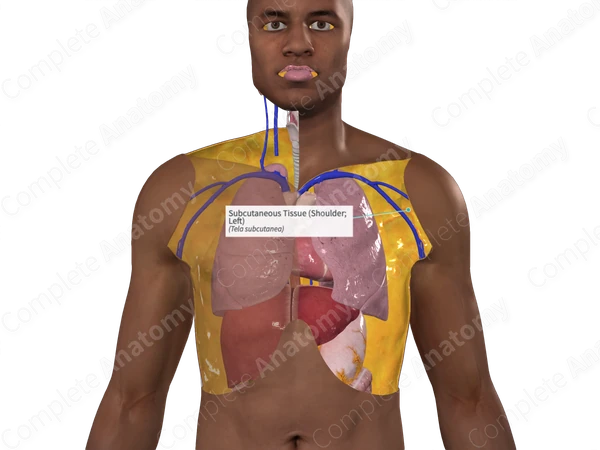 Subcutaneous Tissue (Shoulder; Left) | Complete Anatomy
