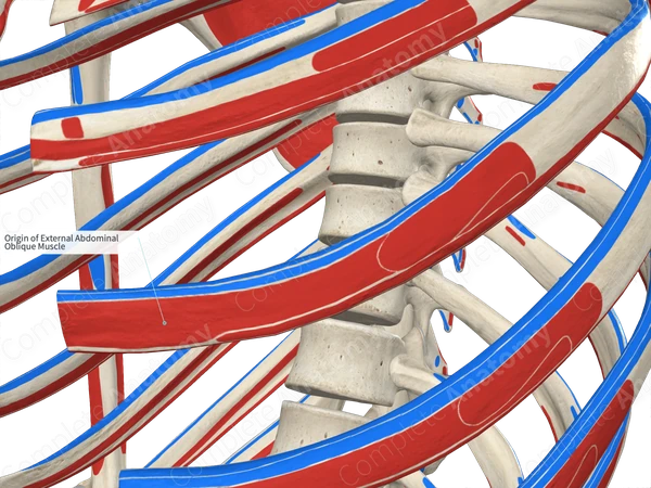 Origin of External Abdominal Oblique Muscle | Complete Anatomy