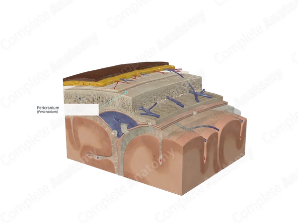 Pericranium | Complete Anatomy