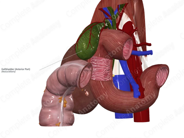 Gallbladder Anatomy Britannica Liver And Gallbladder: Anatomy,
