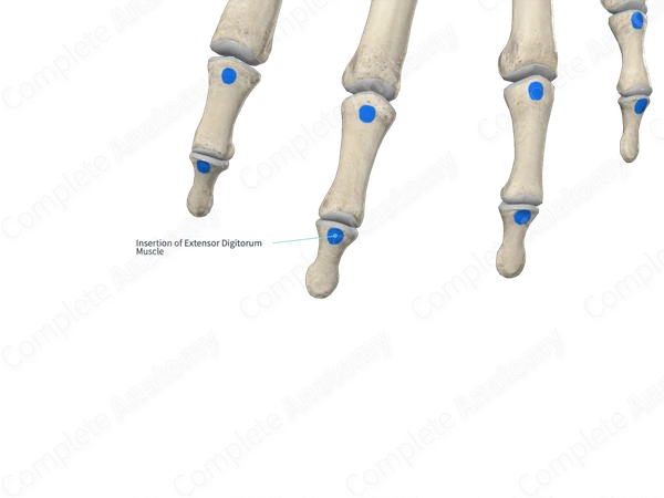 Insertion of Extensor Digitorum Muscle | Complete Anatomy