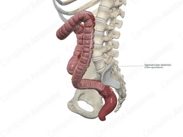 Sigmoid Colon Colon Sigmoideum Kenhub