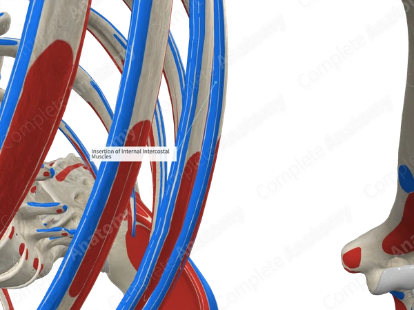 Insertion of Internal Intercostal Muscles | Complete Anatomy