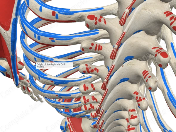 Origin of Semispinalis Colli Muscle | Complete Anatomy