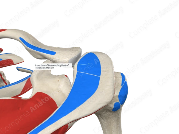 Insertion of Descending Part of Trapezius Muscle | Complete Anatomy