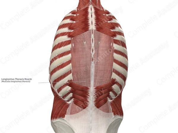 Longissimus Thoracis Muscle | Complete Anatomy