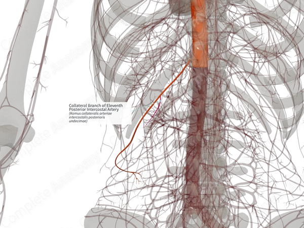 Collateral Branch of Eleventh Posterior Intercostal Artery (Right ...