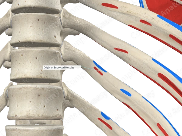 Origin of Subcostal Muscles | Complete Anatomy