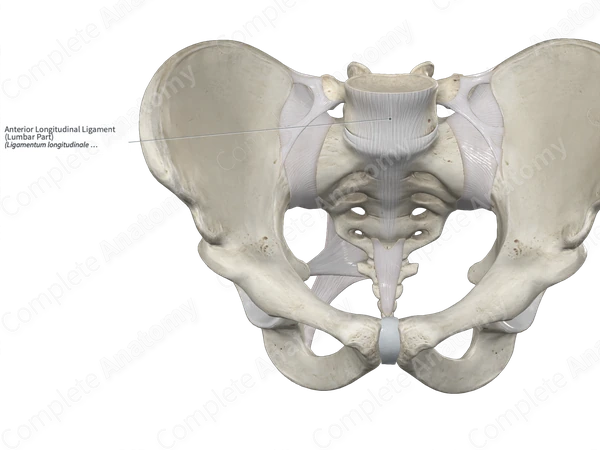 Anterior Longitudinal Ligament (Lumbar Part) | Complete Anatomy