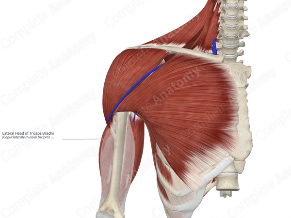 Lateral Head of Triceps Brachii | Complete Anatomy