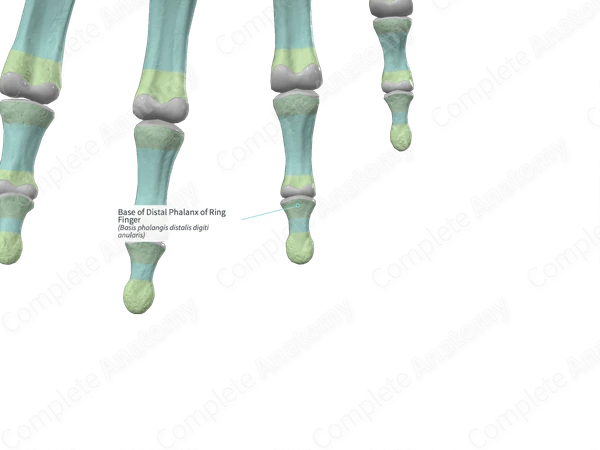 Base of Distal Phalanx of Ring Finger | Complete Anatomy