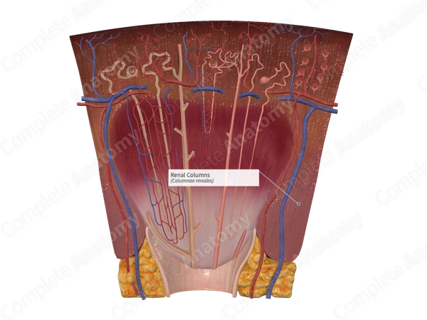 Renal Columns | Complete Anatomy