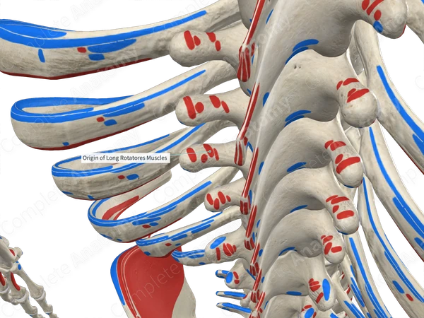 Origin of Long Rotatores Muscles | Complete Anatomy