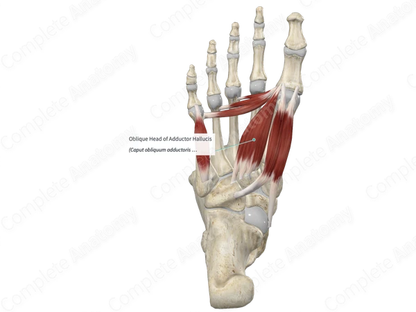 Oblique Head of Adductor Hallucis | Complete Anatomy