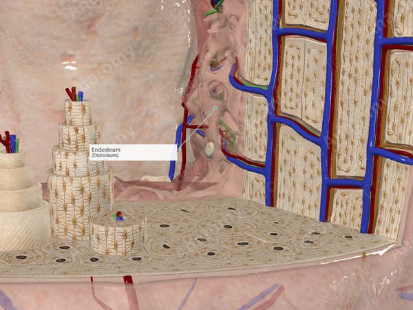Endosteum | Complete Anatomy