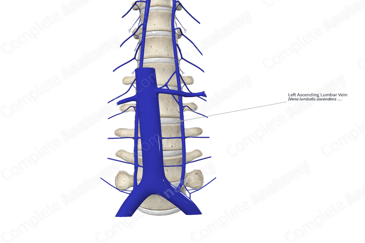 Left Ascending Lumbar Vein | Complete Anatomy
