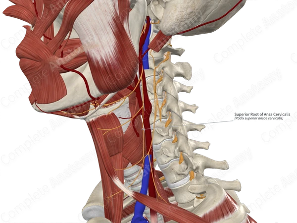 Superior Root of Ansa Cervicalis | Complete Anatomy