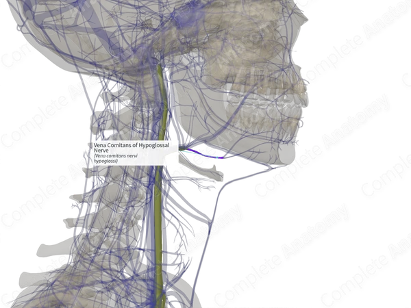 Vena Comitans of Hypoglossal Nerve (Right) | Complete Anatomy