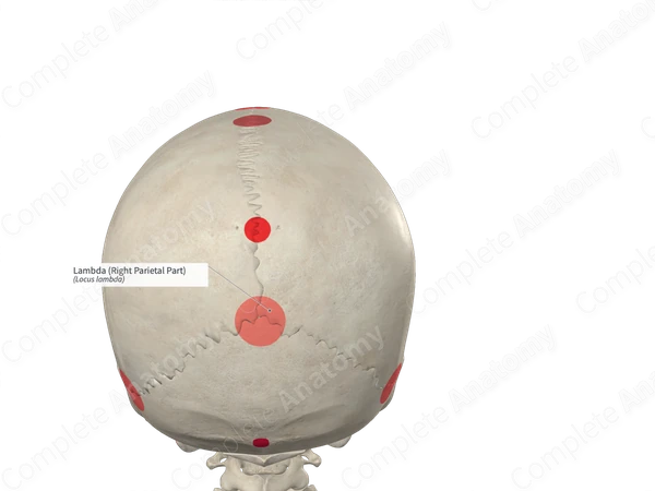 Lambda (Right Parietal Part) | Complete Anatomy