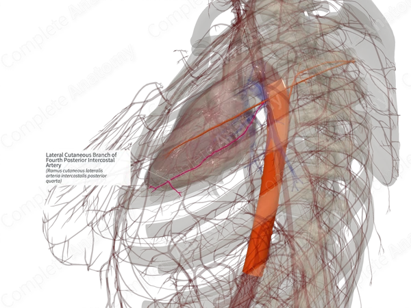 Lateral Cutaneous Branch of Fourth Posterior Intercostal Artery (Left ...